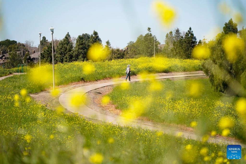 Rapeseed flowers bloom in Fremont, California - Global Times