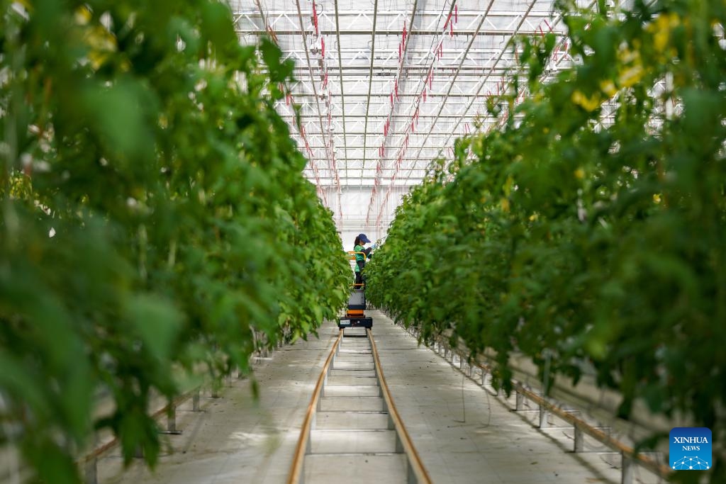 Greenhouses boost agricultural production efficiency in NE China ...