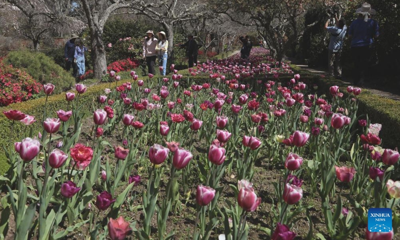 People enjoy spring scenery in Woodside, U.S. - Global Times