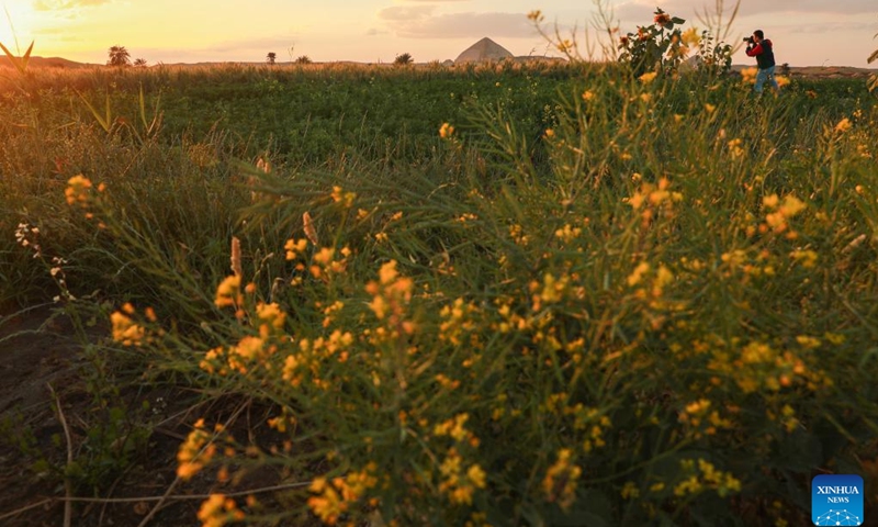Spring scenery of Giza, Egypt - Global Times