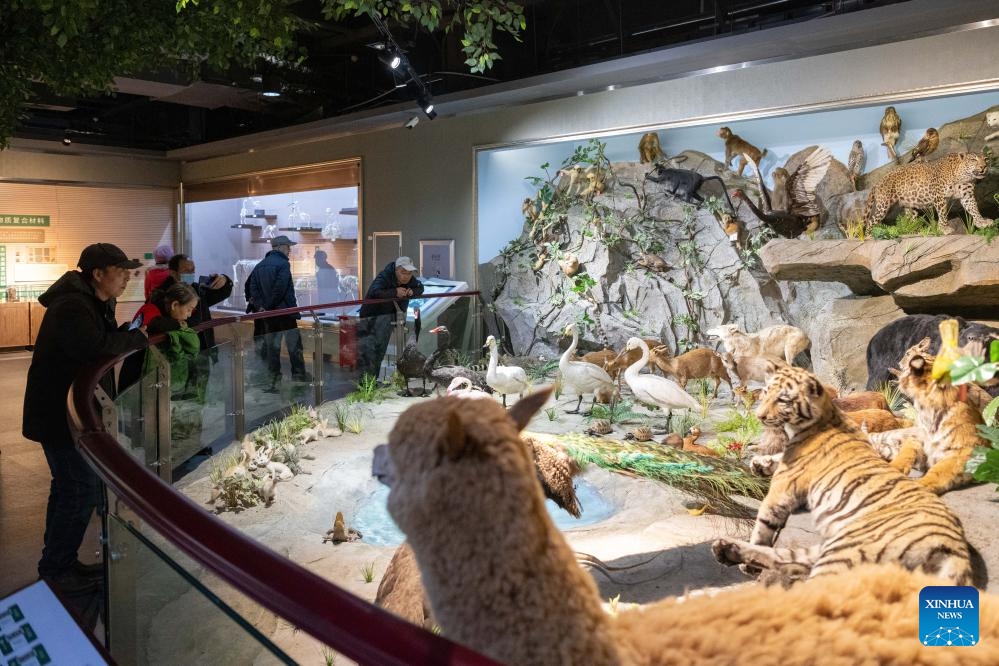 People visit China (Harbin) Forest Museum - Global Times