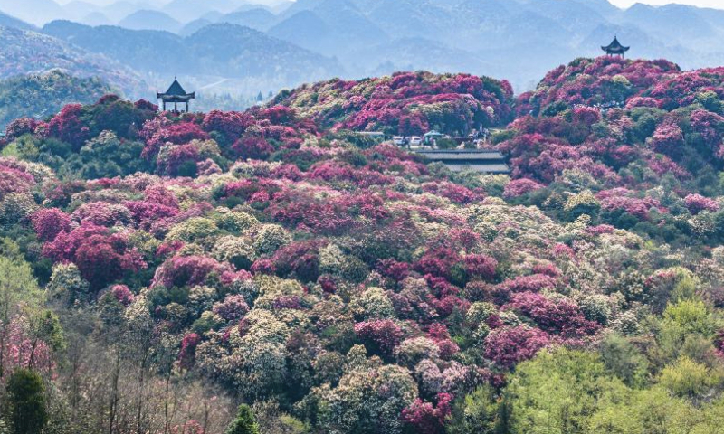Spring scenery of azalea scenic area in Bijie, SW China - Global Times
