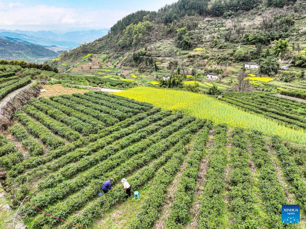 Tea gardens enter spring tea picking period in SW China - Global Times