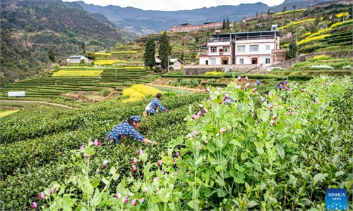 Tea gardens enter spring tea picking period in SW China - Global Times