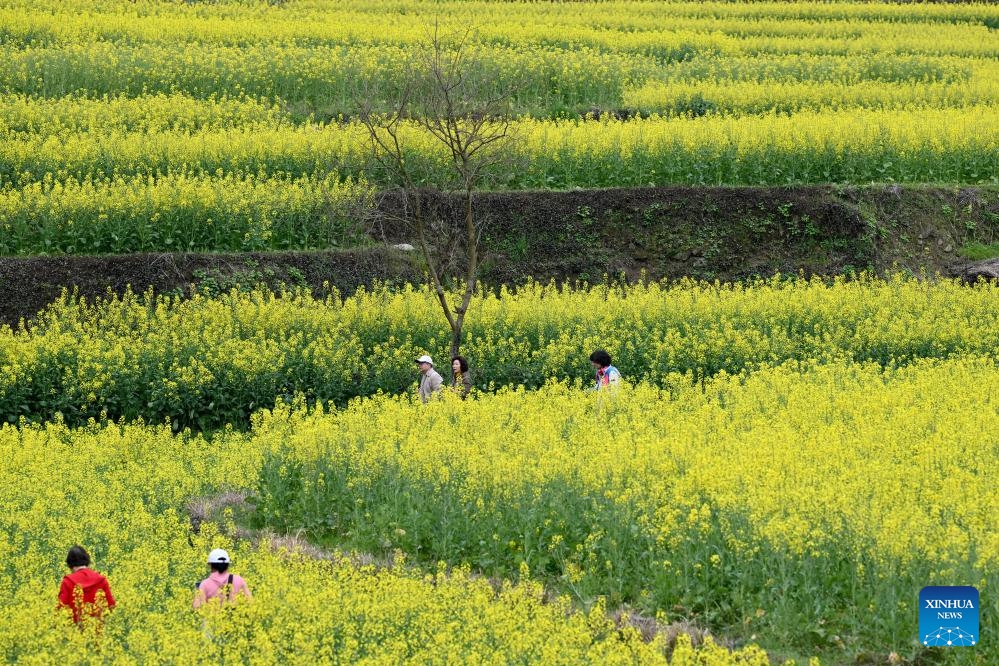 View of cole flower field in Anhui, E China - Global Times