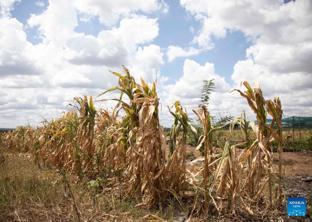 Zimbabwe declares state of disaster due to drought - Global Times