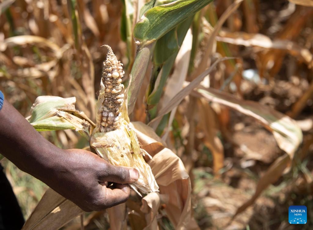 Zimbabwe declares state of disaster due to drought - Global Times
