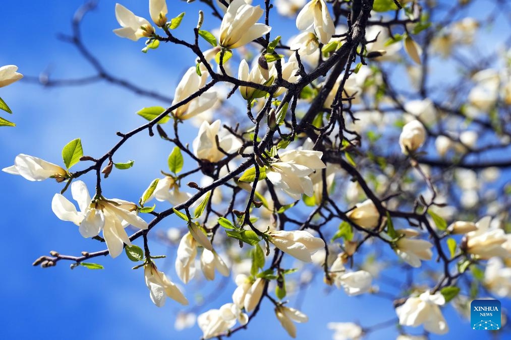 Spring scenery of Riga, Latvia - Global Times