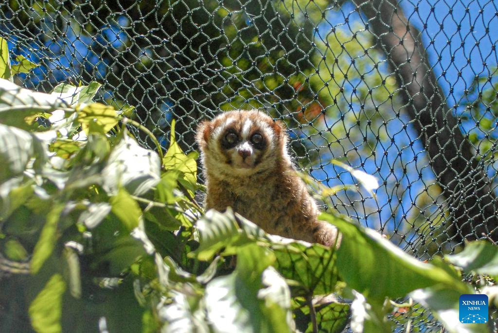 Javan slow lorises released to wild after receiving treatment in ...