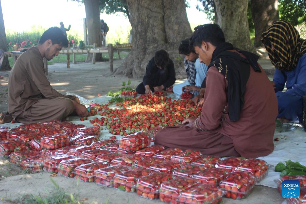 Farmers sort, pack strawberries in Khogyani District, Afghanistan ...