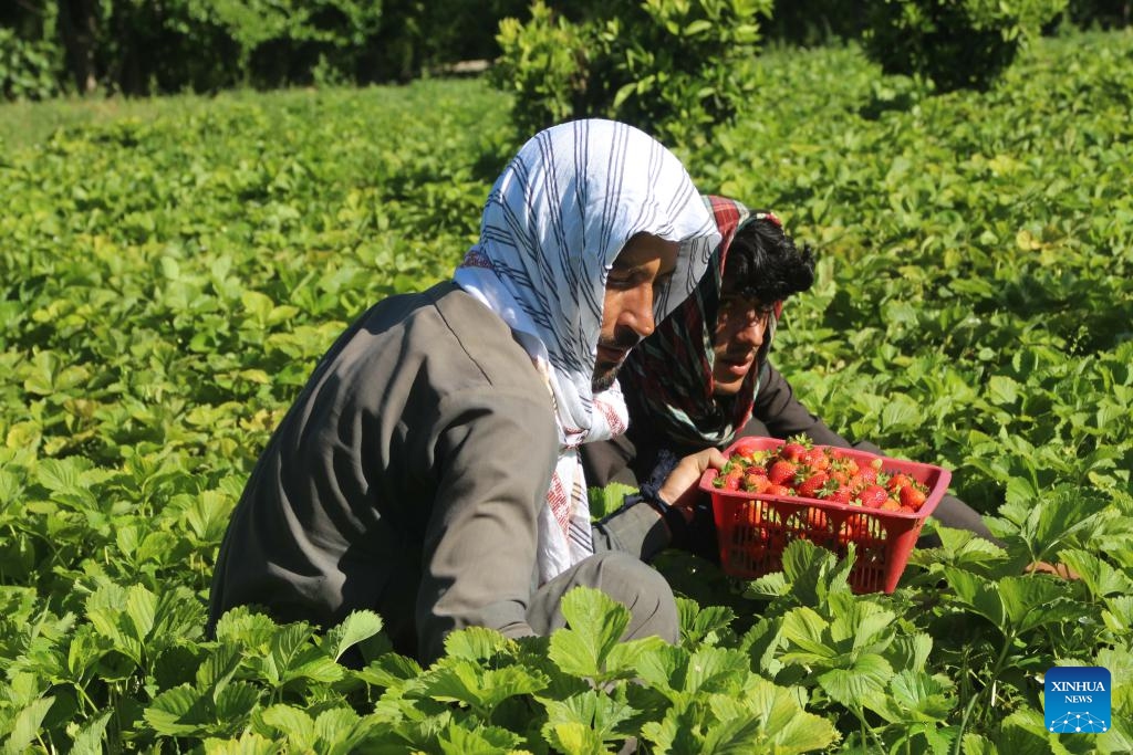 Farmers sort, pack strawberries in Khogyani District, Afghanistan - Global Times