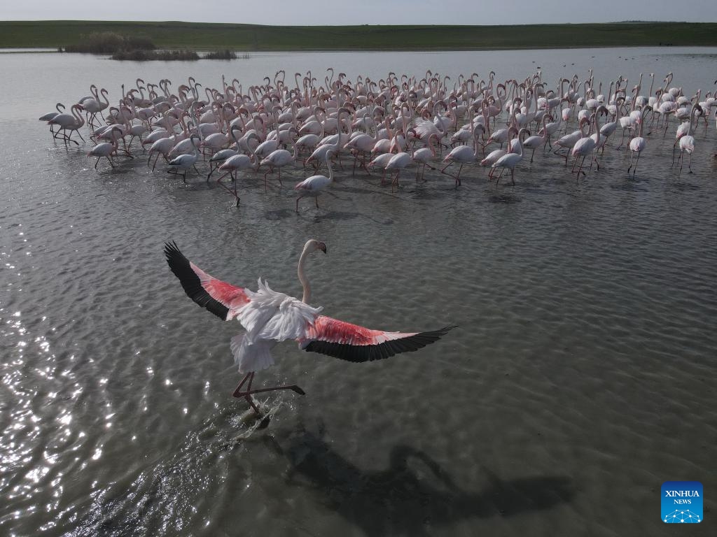 Türkiye's Ankara lakes welcome migratory birds - Global Times