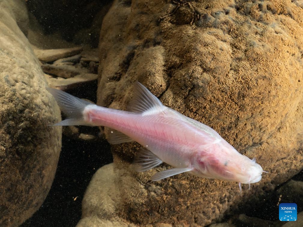 Blind fish species found in China's underground stream - Global Times