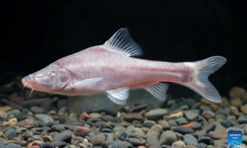 Blind fish species found in China's underground stream - Global Times