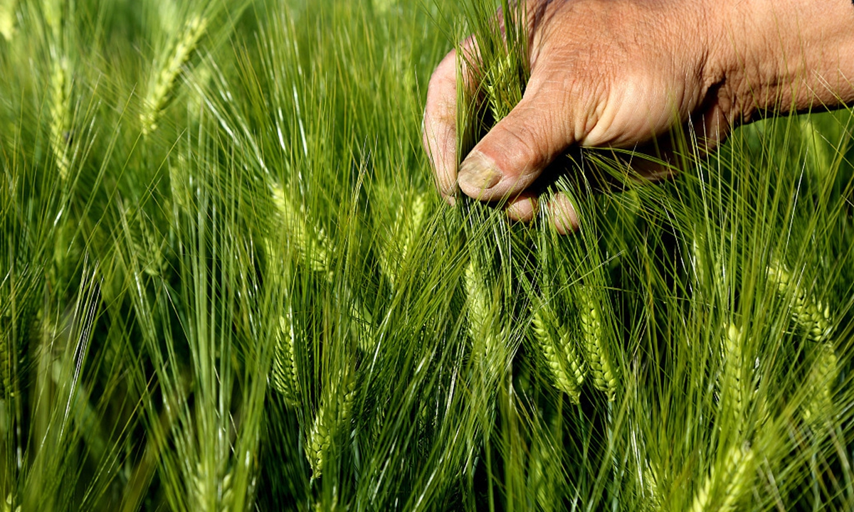 Grain buds period begins, the start of the summer harvest is here ...