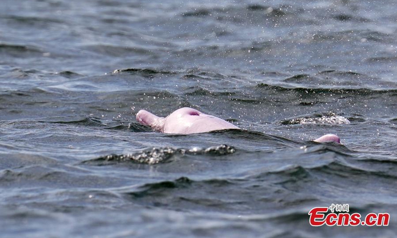 Chinese white dolphins spotted in Leizhou Bay - Global Times