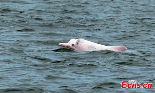Chinese white dolphins spotted in Leizhou Bay - Global Times