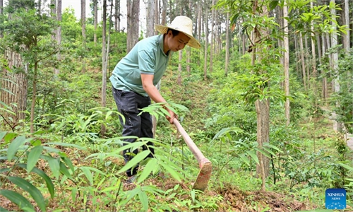 Forests developed for economic purpose in Fujian - Global Times