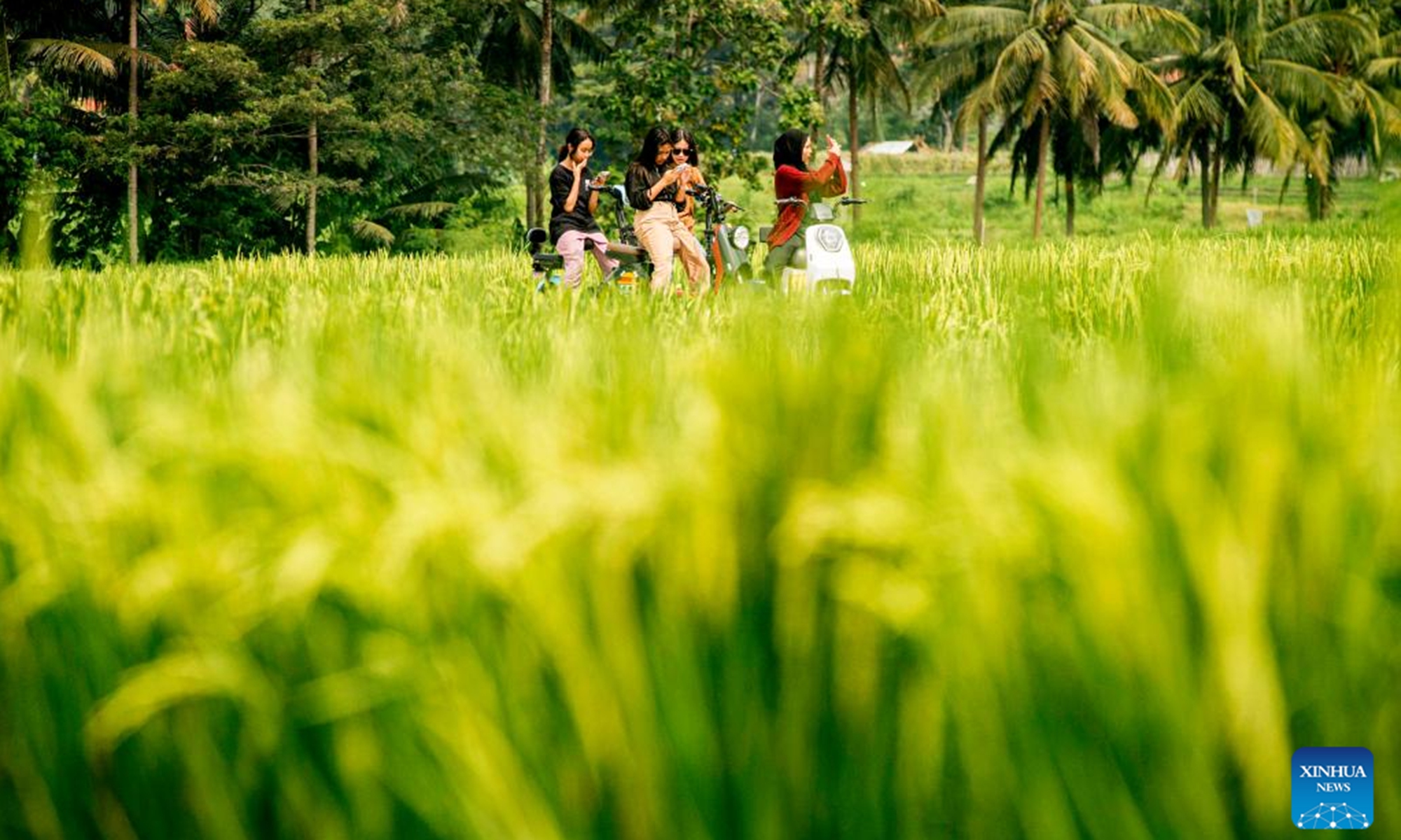 People enjoy leisure time at paddy field in Yogyakarta, Indonesia ...