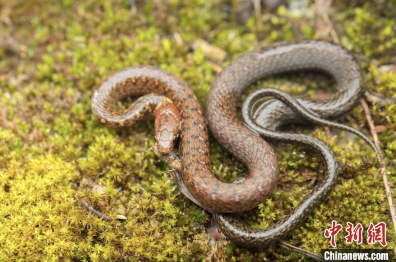 New snake species discovered in C China - Global Times
