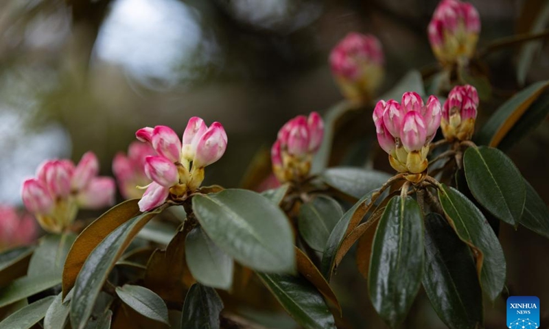 Scenery of azalea blossoms on summit of Mount Emei, SW China - Global Times