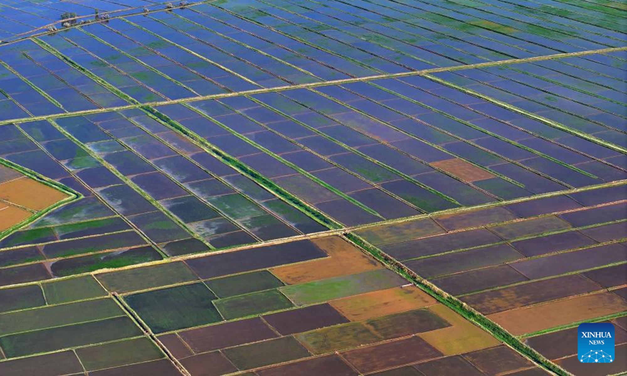Scenery of paddy fields along Yellow River in Yinchuan, NW China ...