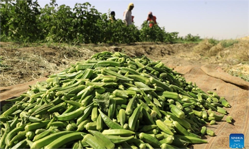 Okra harvest in Sudan - Global Times