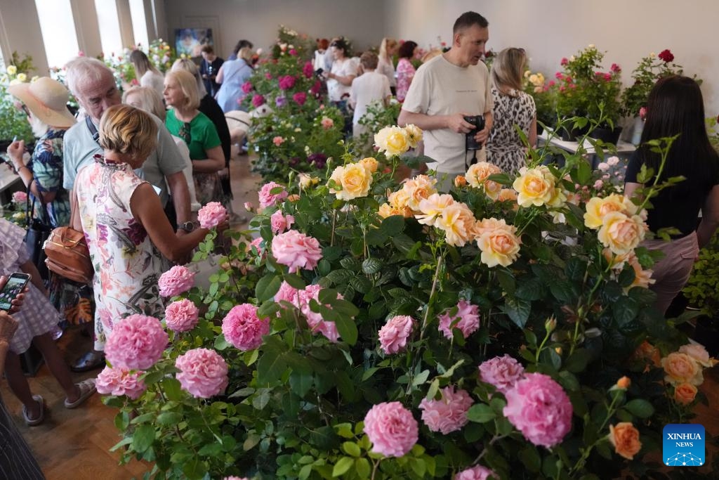 Over 100 varieties of roses on display at "Roses 2024" exhibition in ...