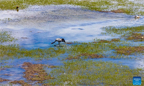 Black-necked cranes seen at wetland in Xainza, SW China's Xizang ...