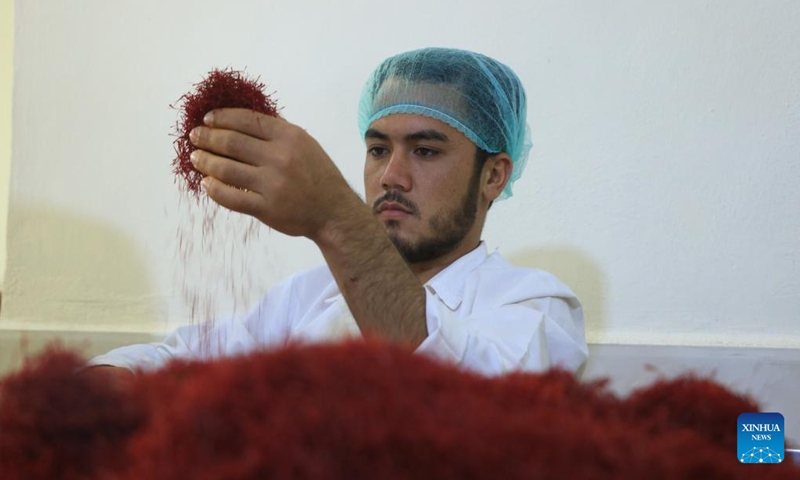 Afghanistan expects to harvest 50 tonnes of saffron this year - Global ...