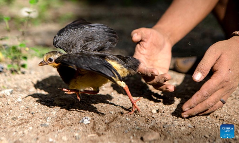 Locals make efforts to create better living environment for maleo in ...