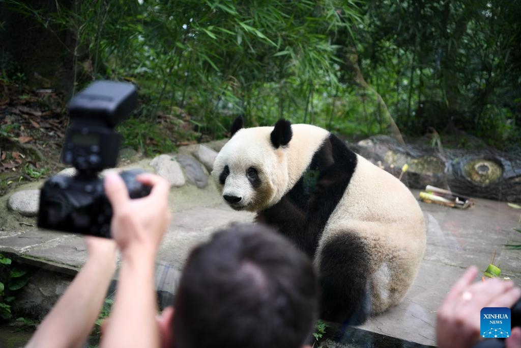 7th birthday of female giant panda Xiang Xiang celebrated in China's ...