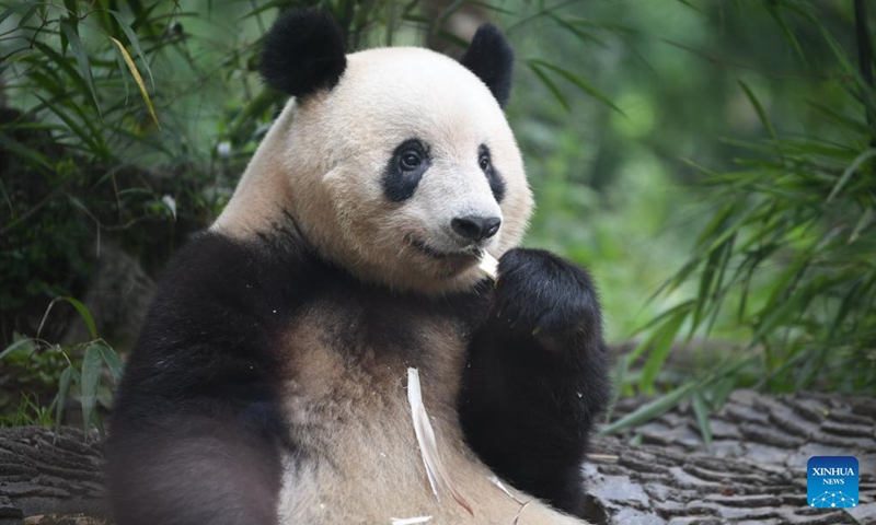 7th birthday of female giant panda Xiang Xiang celebrated in China's ...