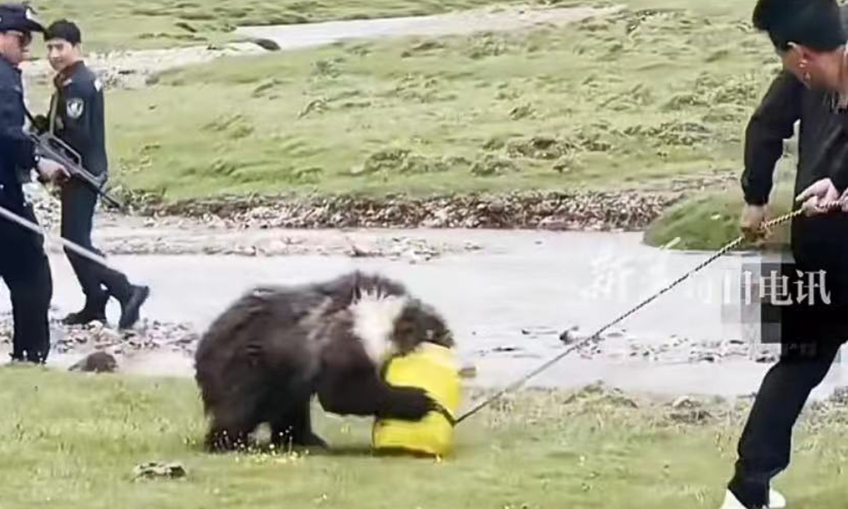 Brown bear whose head is stuck in a plastic bucket rescued in Qinghai ...