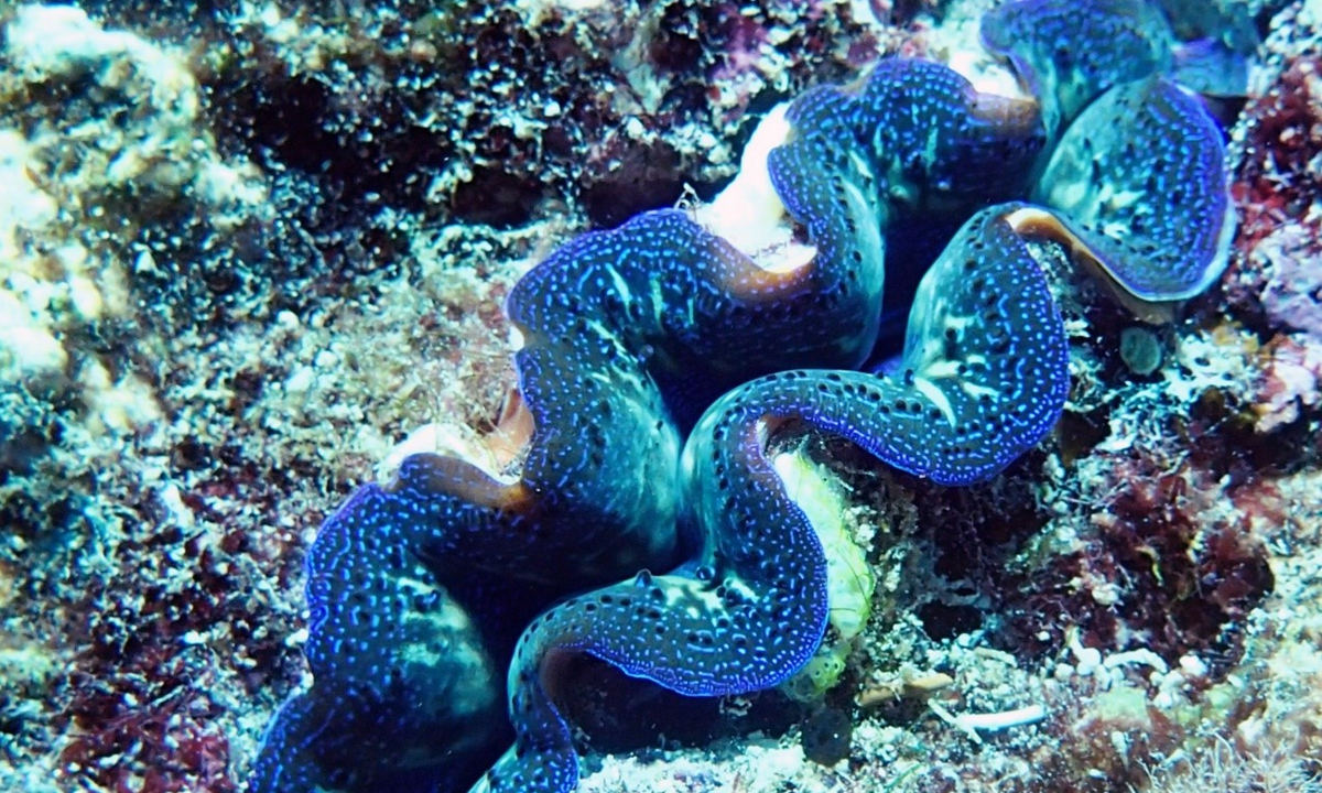 China releases first investigative report on ecological environment near Huangyan Dao, no ...