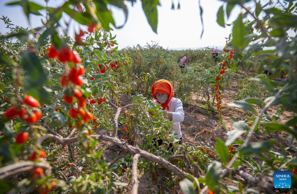 Goji berries enter harvest season in Tongxin County, NW China's Ningxia ...
