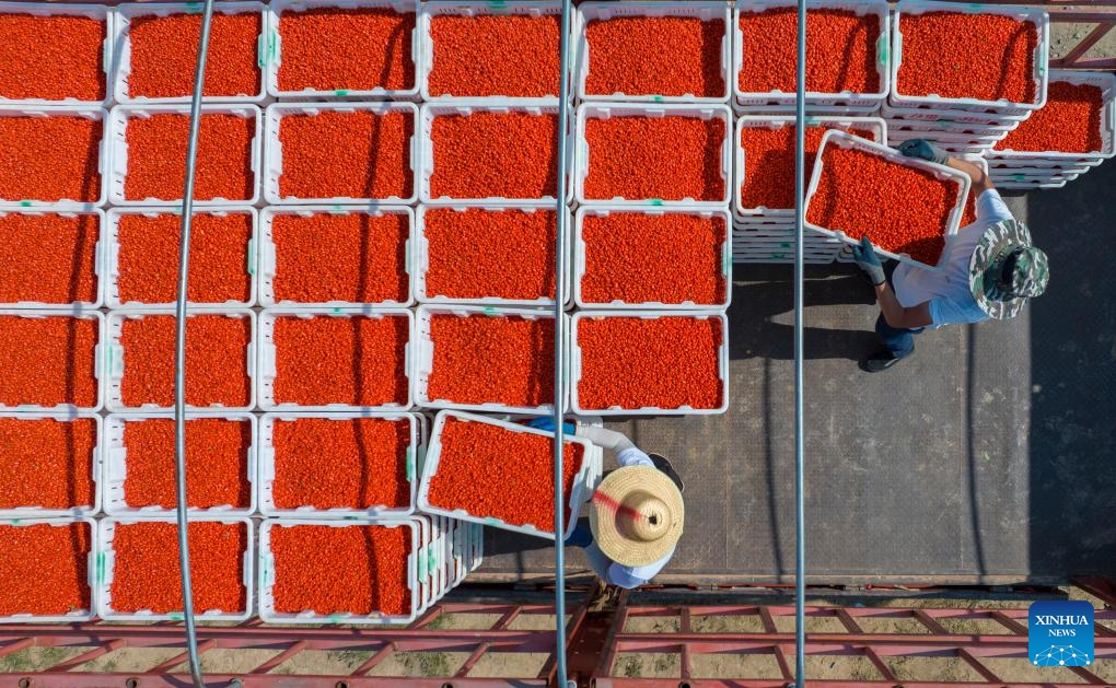 Goji berries enter harvest season in Tongxin County, NW China's Ningxia ...