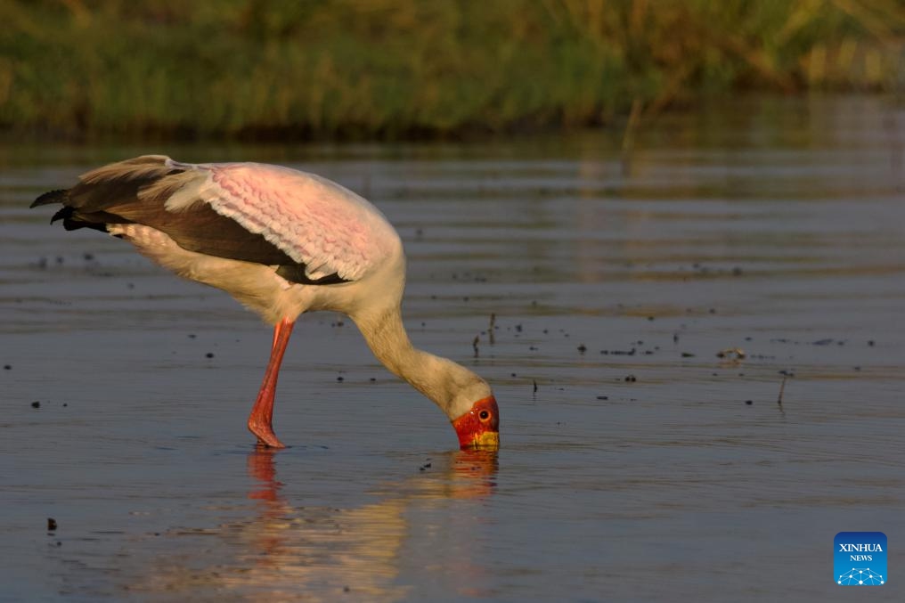 Birds in Chobe National Park, N Botswana - Global Times