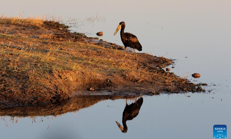 Birds in Chobe National Park, N Botswana - Global Times