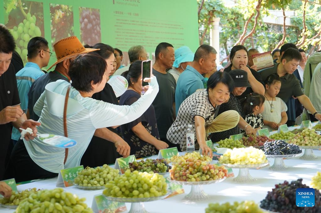 Turpan grape festival kicks off in Xinjiang - Global Times