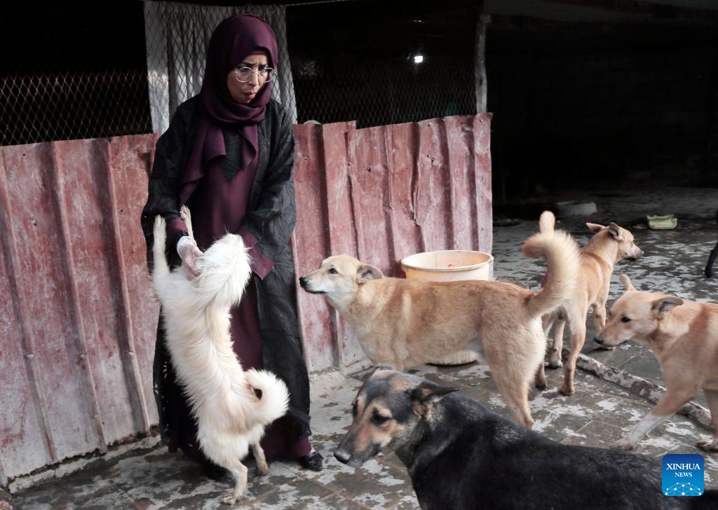 Yemeni woman's shelter for stray animals offers compassion amid ...