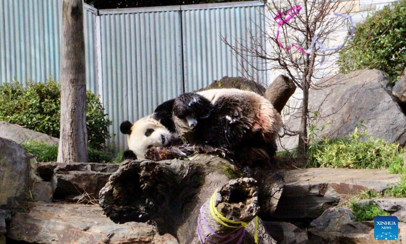 Birthday celebration for giant pandas Wang Wang and Fu Ni held in ...