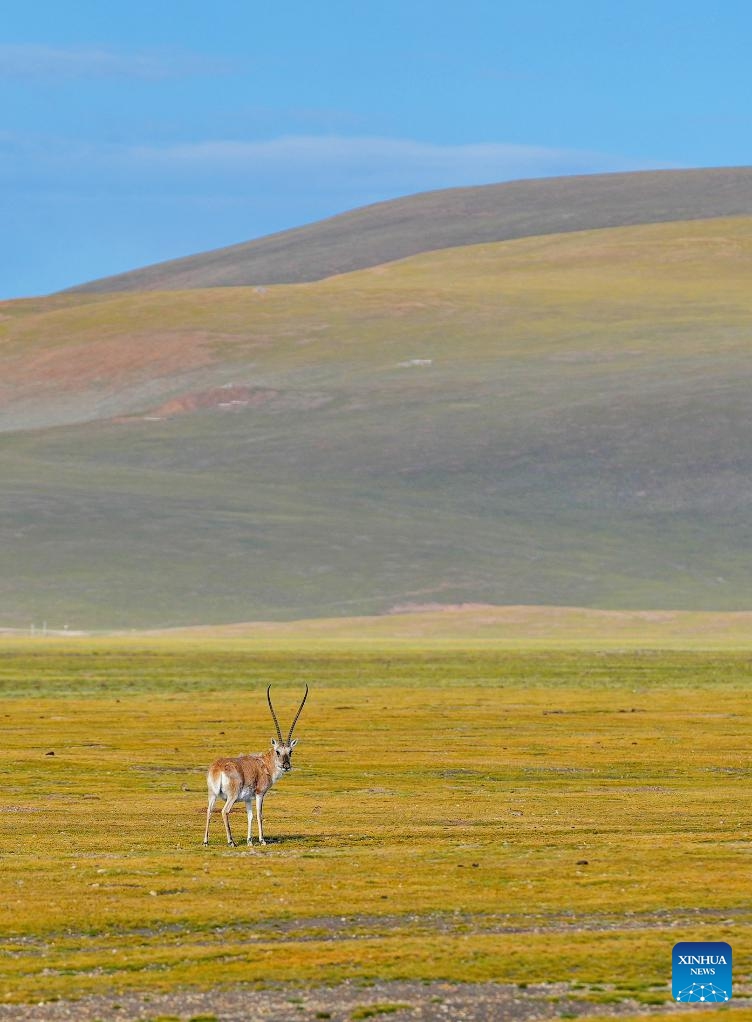 Tibetan antelopes seen in Serling Tso national nature reserve, Xizang ...