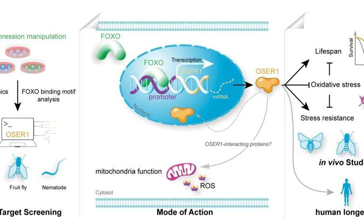 Chinese scientists discover new gene that regulates lifespan - Global Times