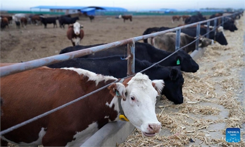 High-quality cattle breeding industry developed in Bole City, China's ...