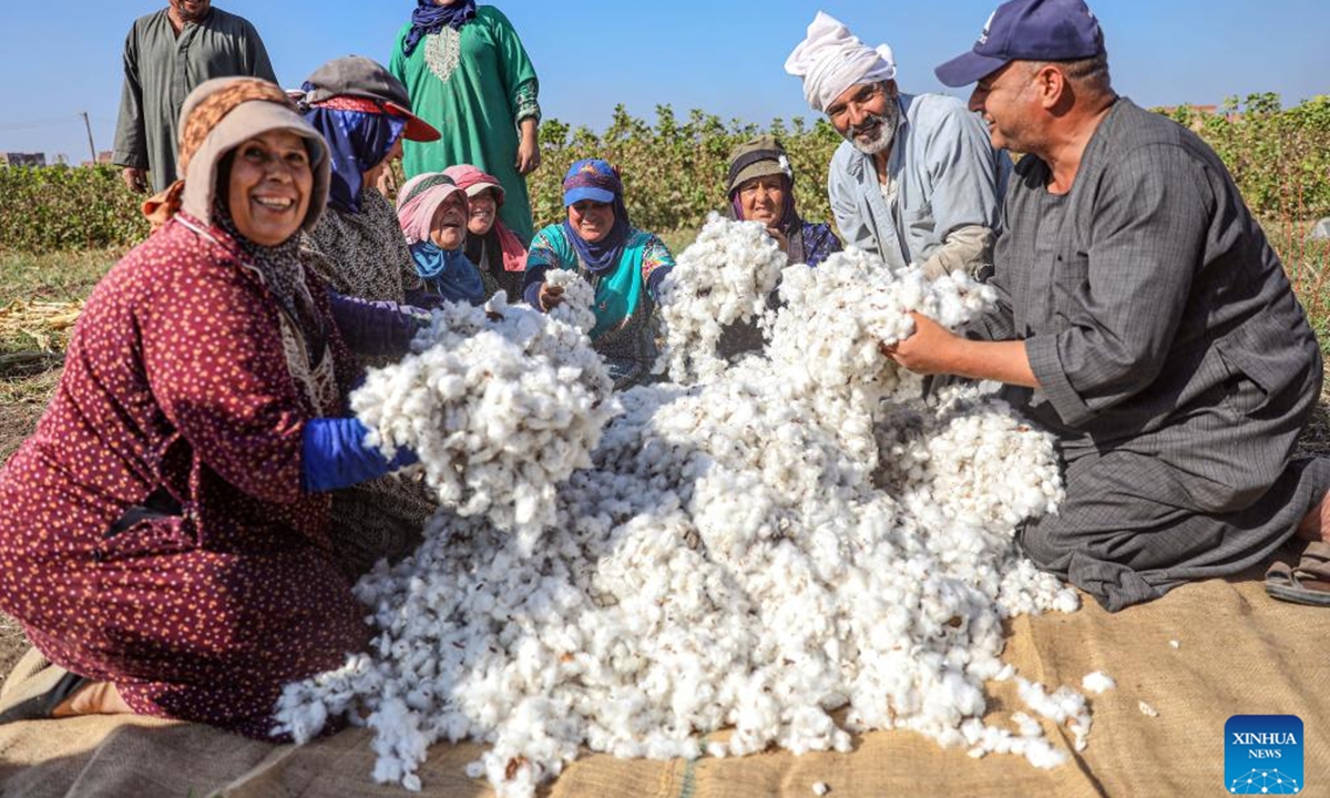 Egyptian cotton farmers celebrate start of harvest season amid new gov ...