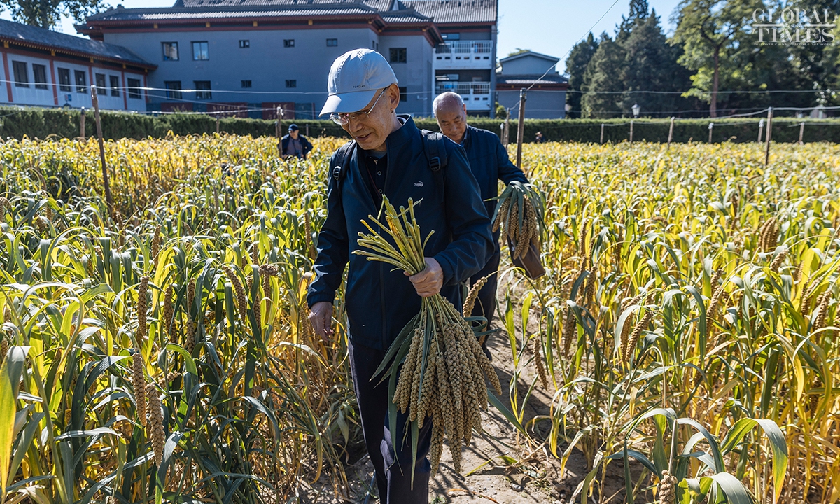 Ceremony held to mark start of autumn harvest at Beijing Museum of ...