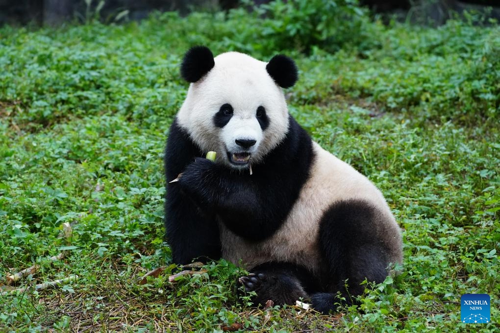 China's panda pair hits the road to United States - Global Times