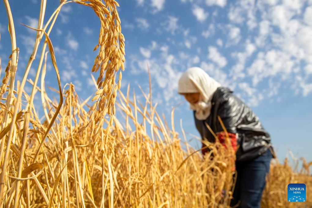 Autumn harvest in full swing in Heilongjiang, NE China - Global Times