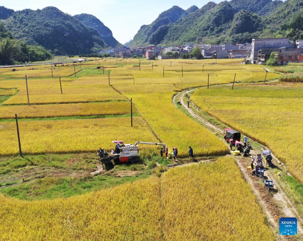 Harvest season of late rice begins in south China - Global Times